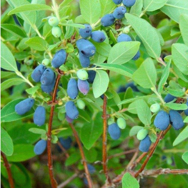 Fruit Trees & Shrubs | Alaska Botanical Garden
