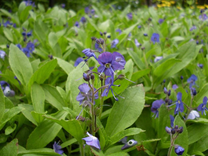 Veronica grandiflora Common name: Aleutian Speedwell | Alaska Botanical ...